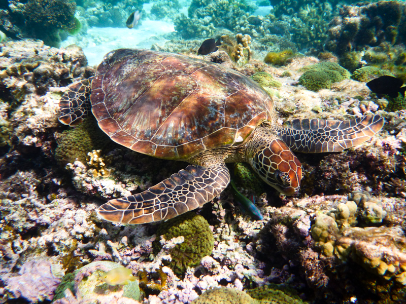 Green Turtle – WickTech Blog